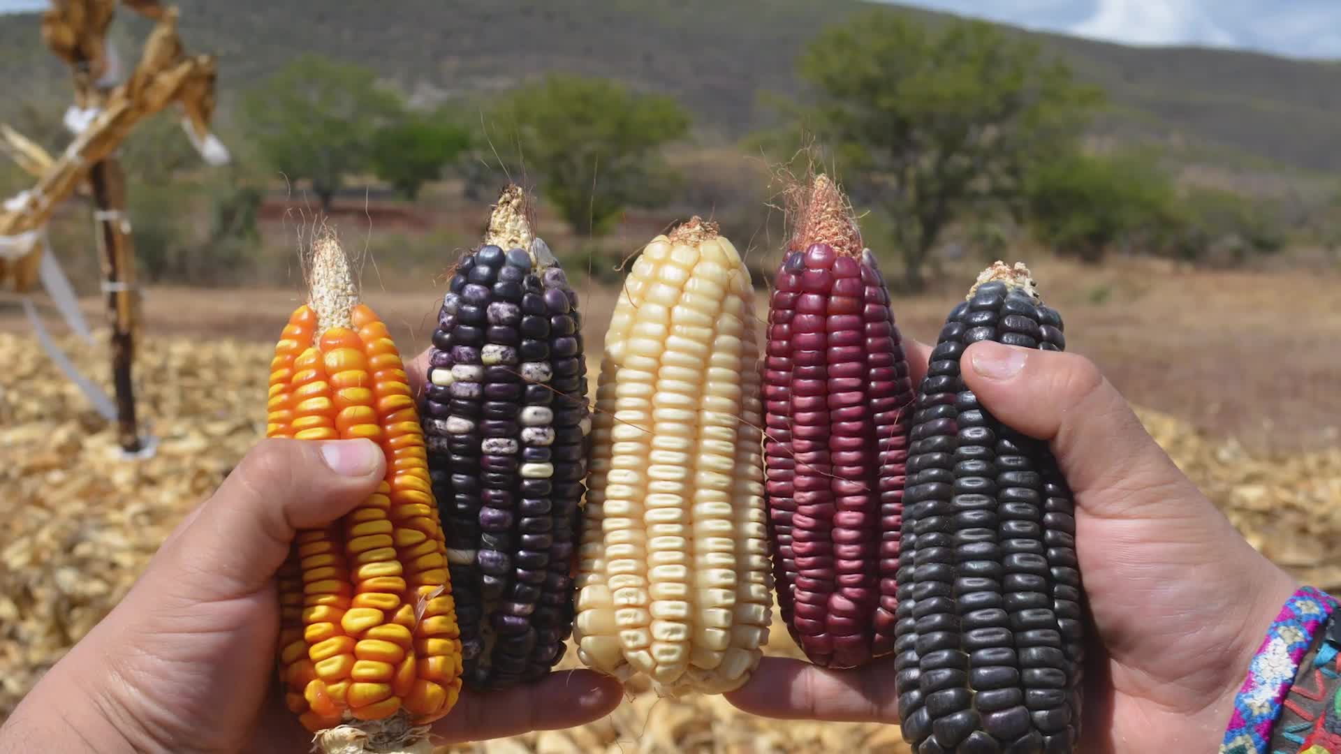 Watch A Chef’s Journey with Edgar Rico | Bon Appétit