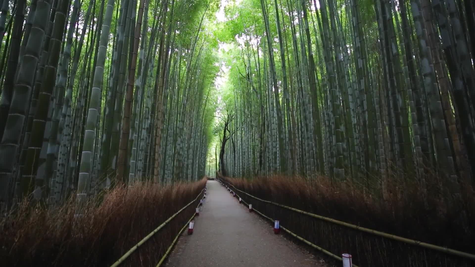 Watch The Most Beautiful Forests in the World | Condé Nast Traveler