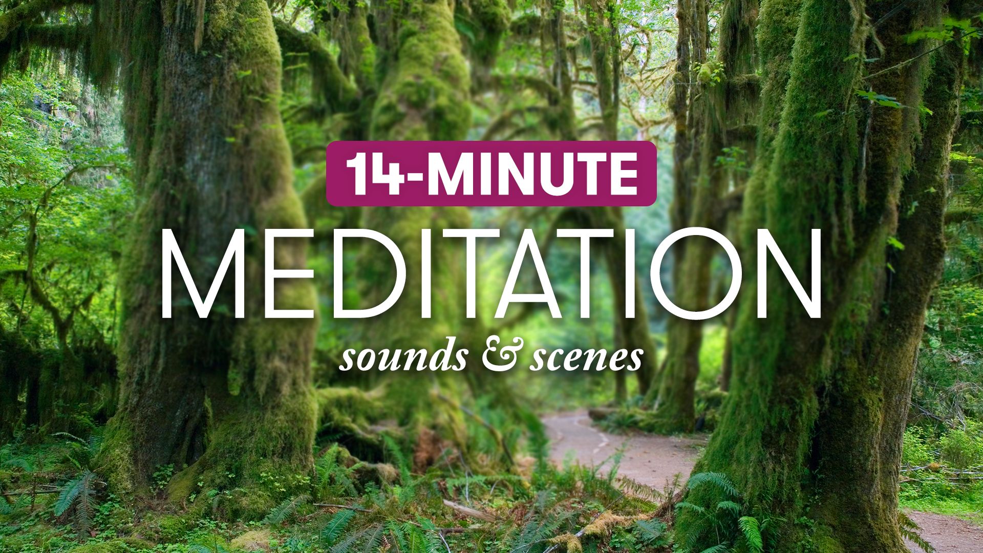 Watch 14-Minute Relaxing Jungle Meditation | Condé Nast Traveler