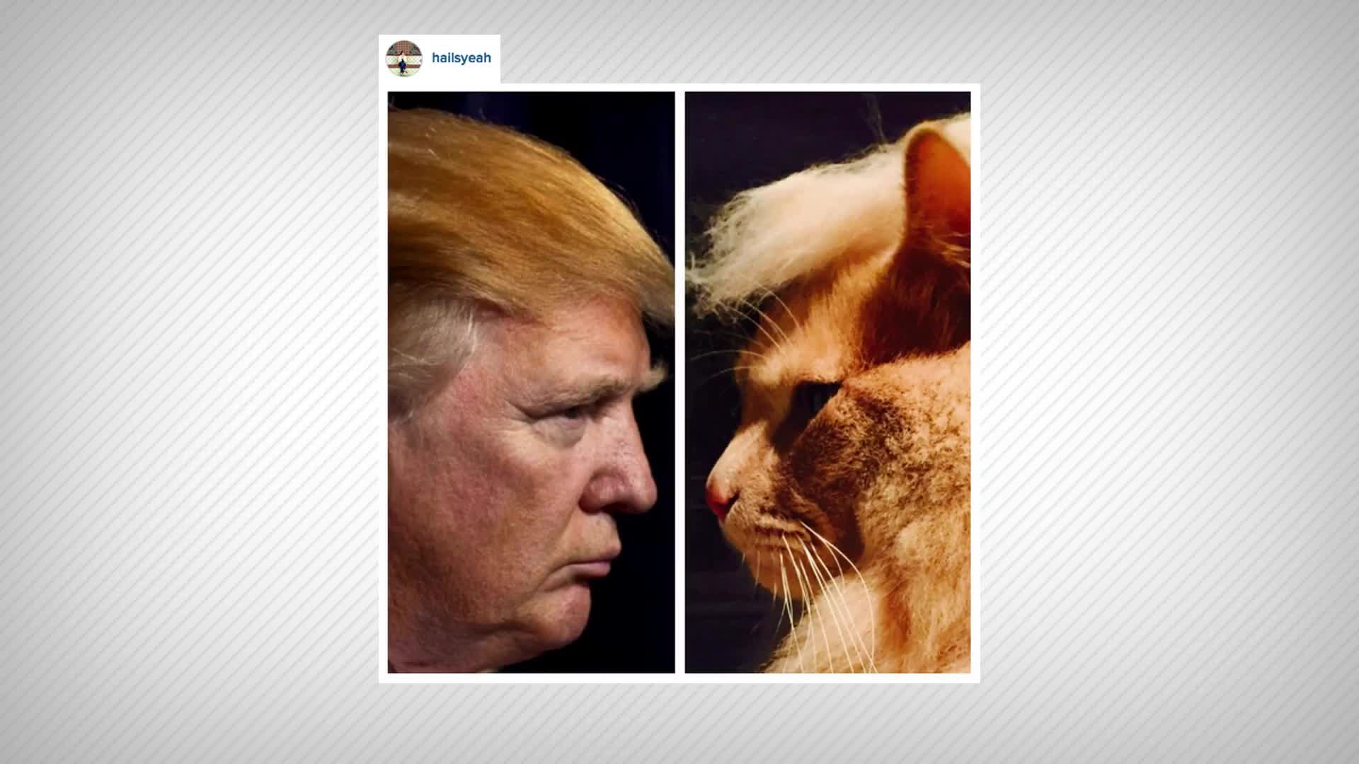 Watch Trump Cats | Glamour