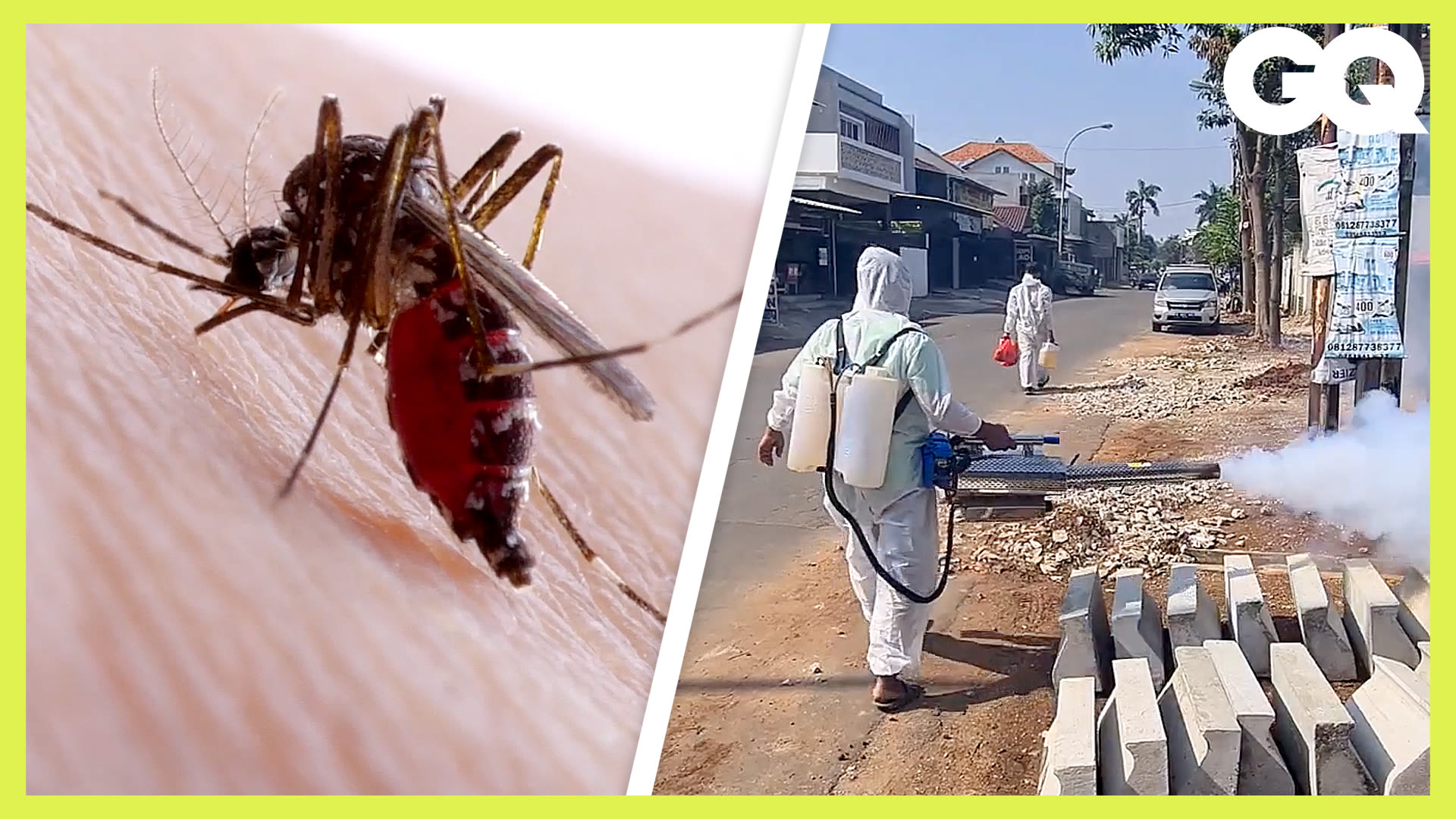 Watch 消滅「登革熱」傳播者埃及斑蚊大作戰！放出「基改變種蚊」讓他們自相殘殺？ Inside the Plan to Release ...