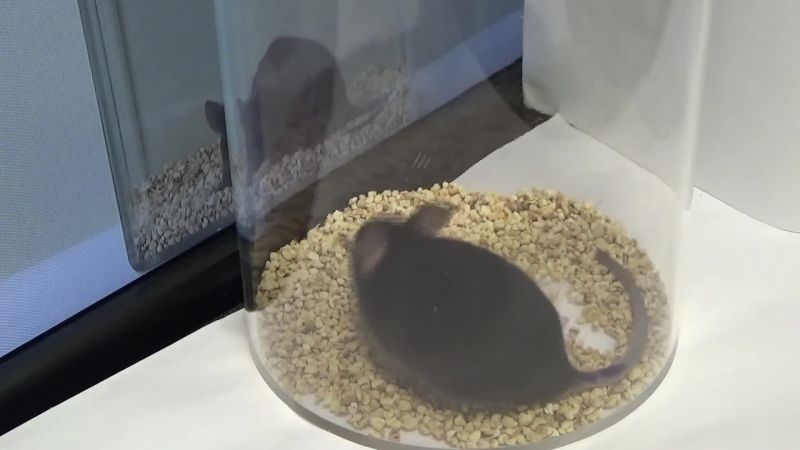 Watch Science | Mouse gets itchy from watching video | Ars Technica ...