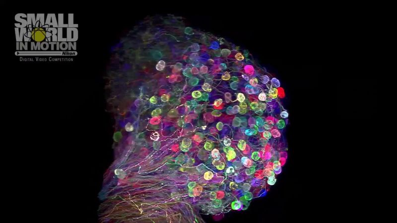 Watch The Year's Best Microscopic Photography Is Equal Parts Beauty and ...