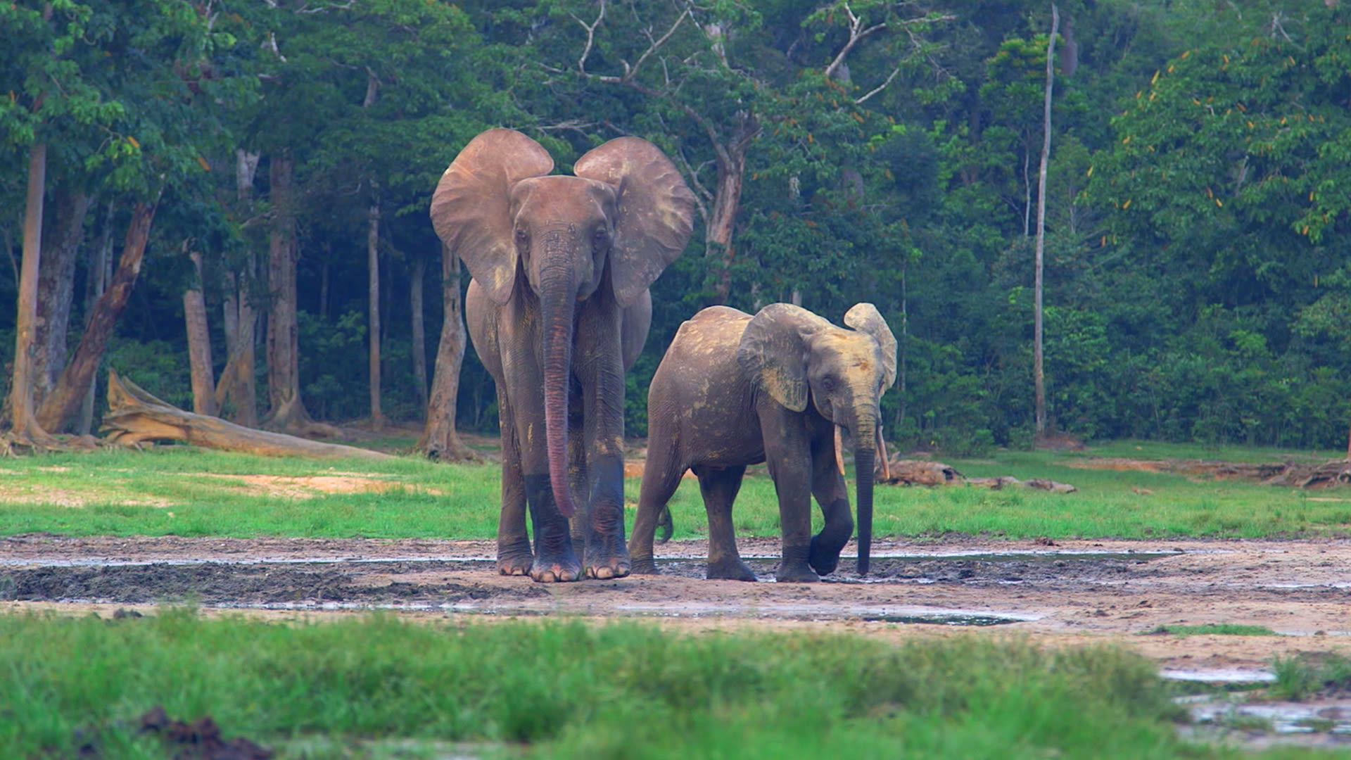 Two Elephants Walking Touching Video Two Elephants Kenya Engaging