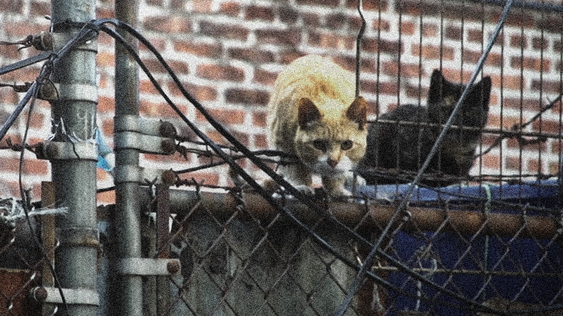 Watch Cats of the Urban Wild | A Reporter at Large | The New Yorker