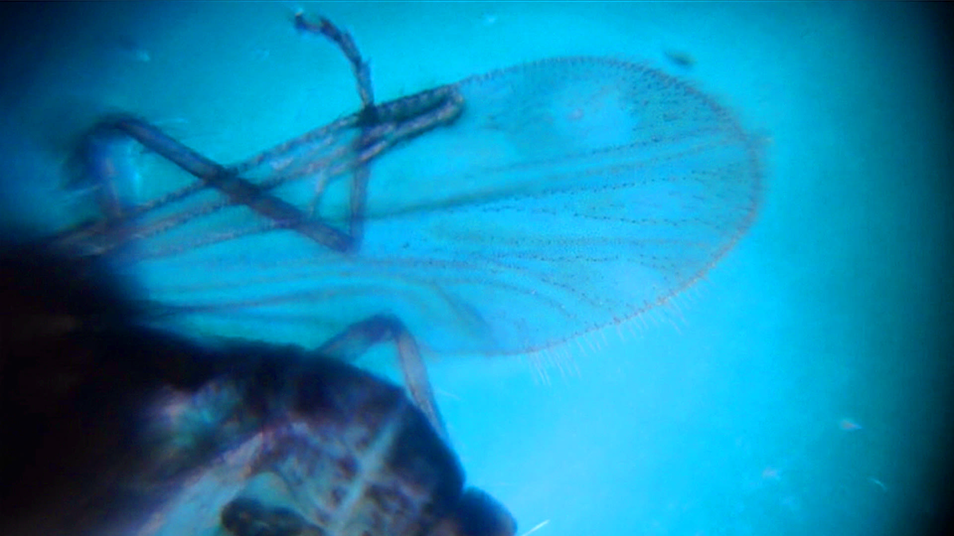 Watch Microcosmos | Annals of Ideas | The New Yorker