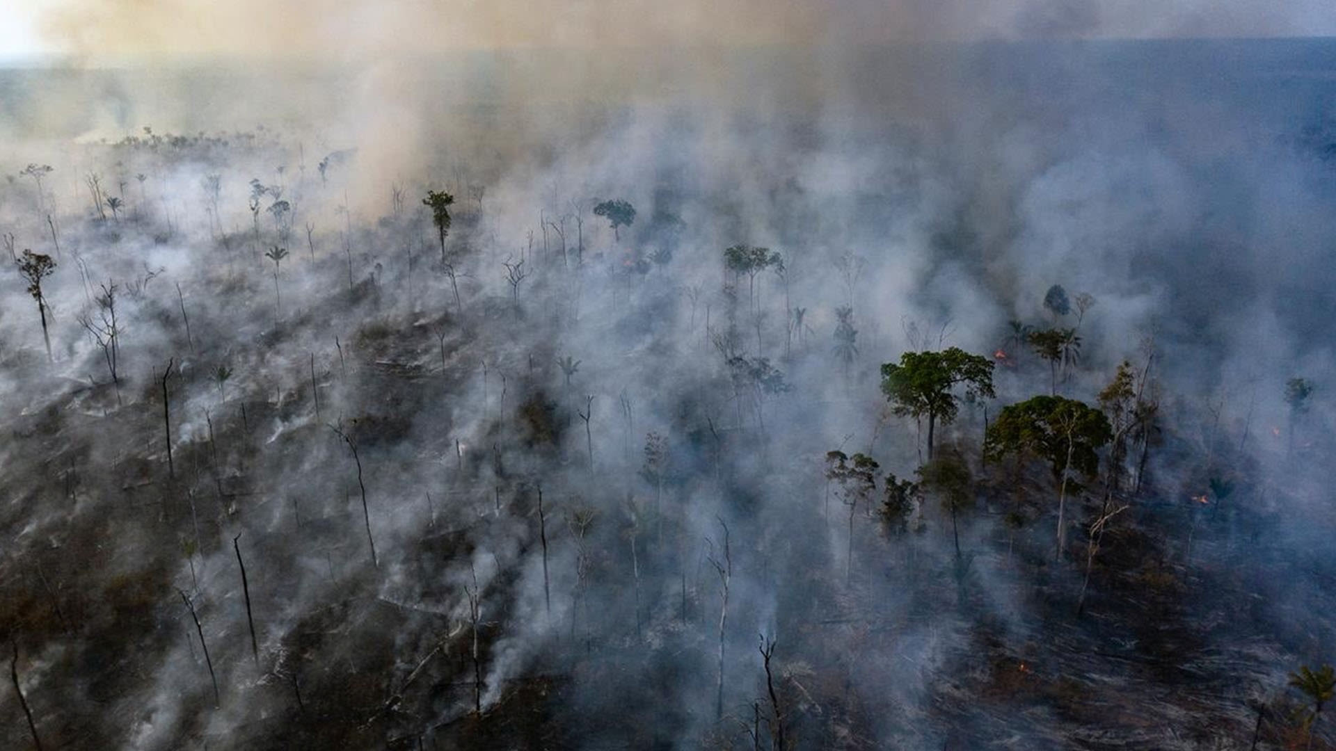 Watch Why the Amazon Fires Are Surging | The New Yorker