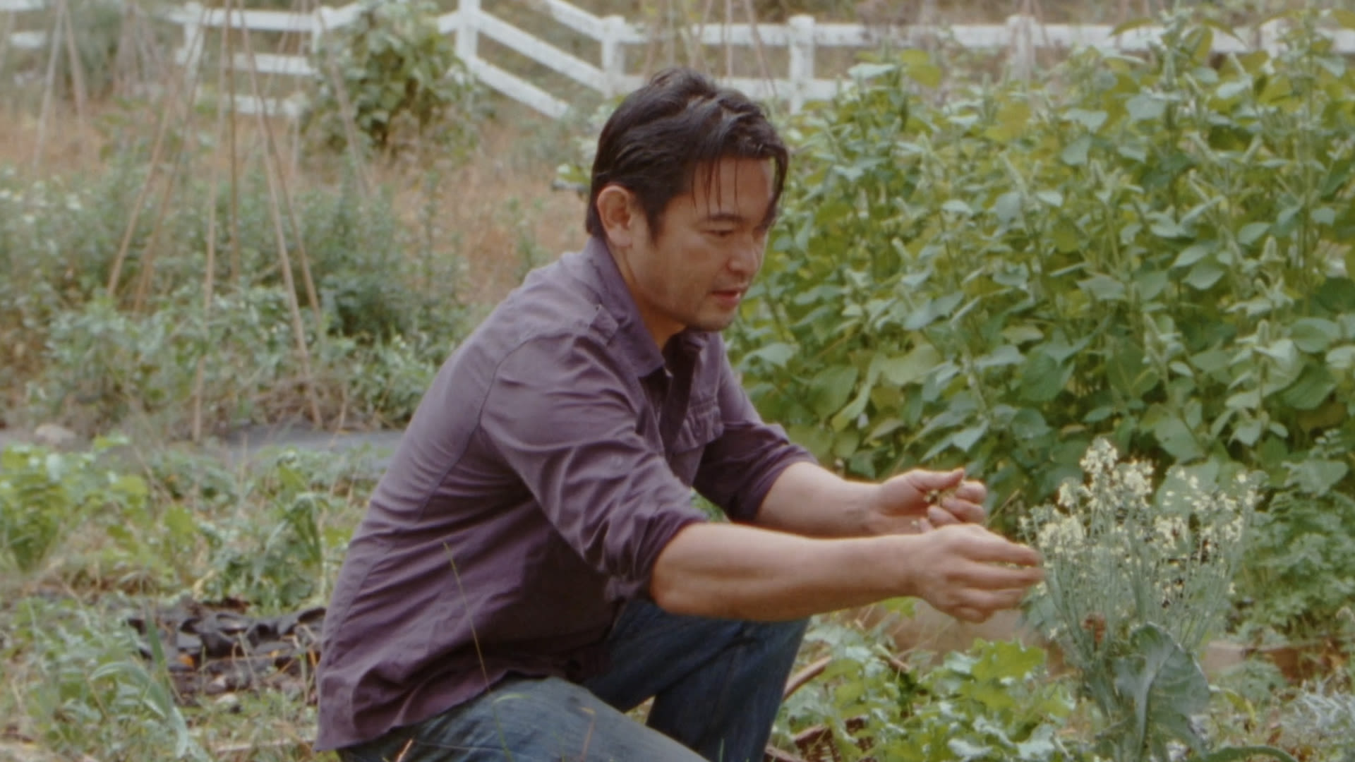 Watch The Chef’s Menu: Bugs, Plants, and Anything He Can Forage | The ...