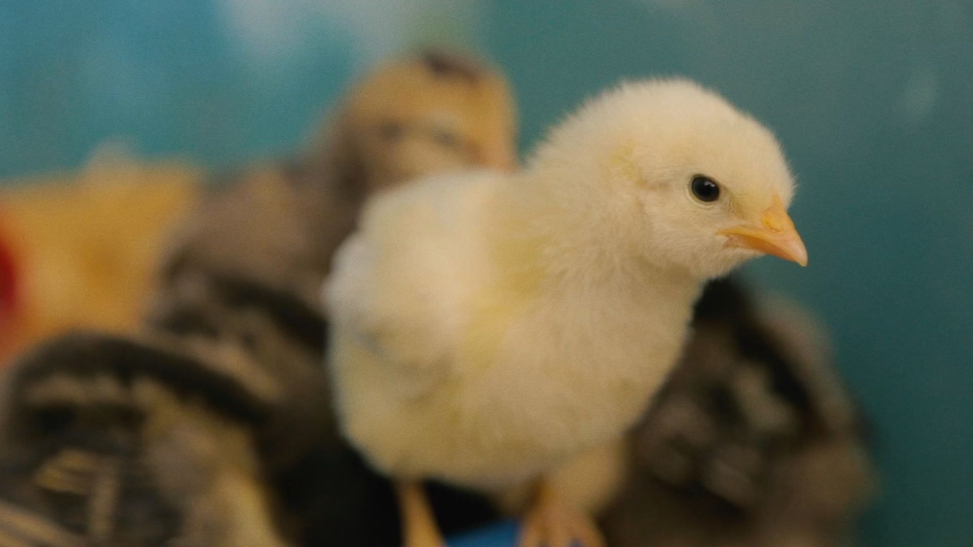 Watch Chicken Stories: Siri’s Guide for Newbie Farmers | The New Yorker ...
