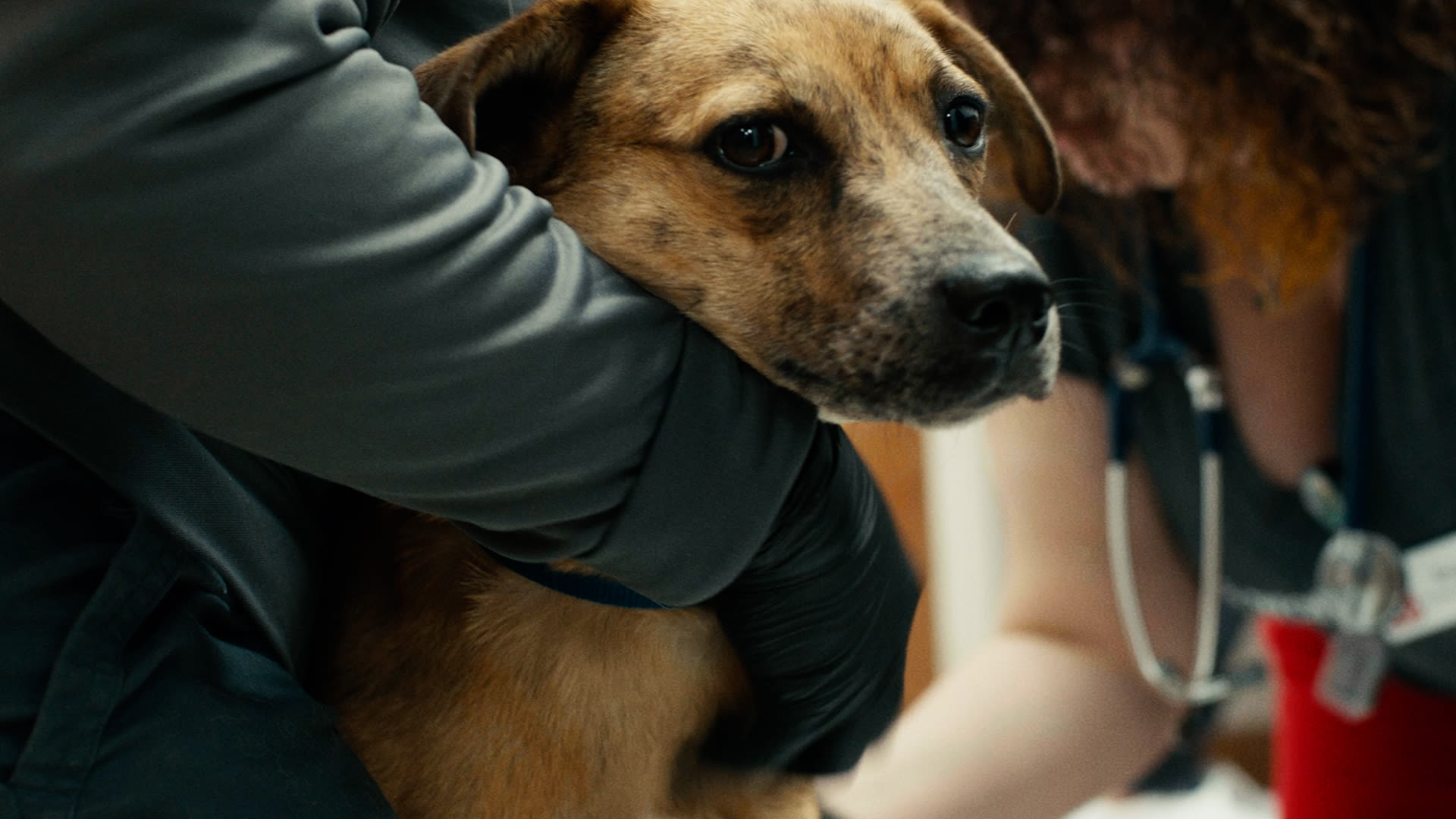 Watch Shadow of a Dog: In Search of a Missing Puppy | The New Yorker ...