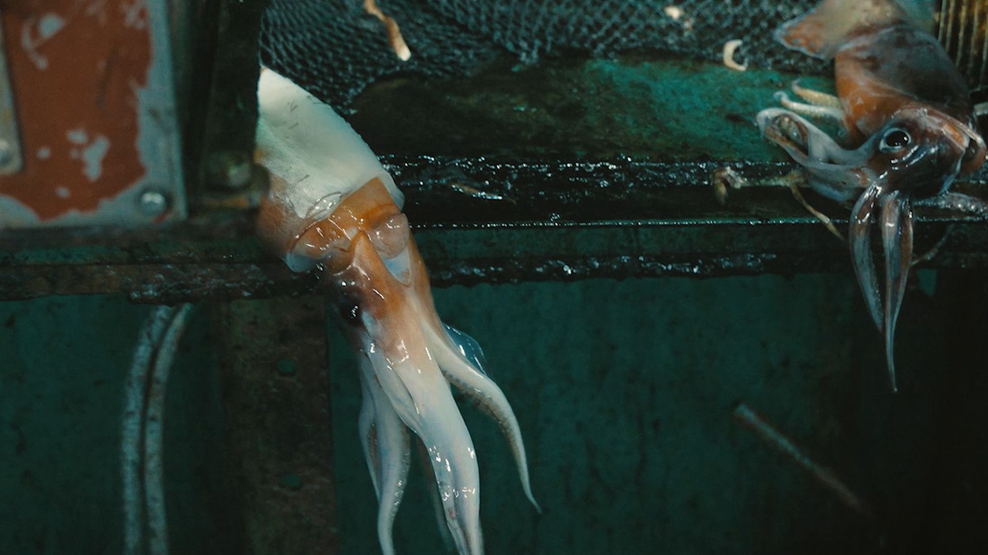 Watch Squid Fleet: The Brutal Lives of China’s Industrial Fishermen ...