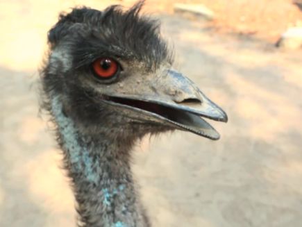 Watch Meet Australian Animals We Love: Happy Feet the Emu | Condé Nast ...