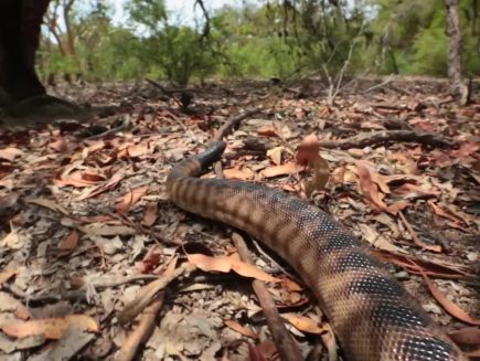Watch Meet Australian Animals We Love: "No Name" the Black-Headed ...