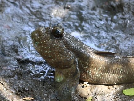 Watch Absurd Creatures | These Fish Were Made for Walking and That's ...