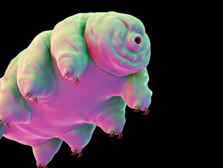 Watch Scientists May Have Solved the Secret of the Water Bear | WIRED ...
