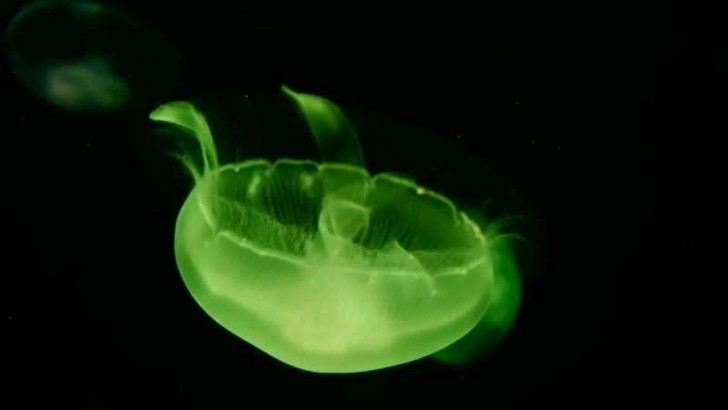 Watch Shorter Than Short | The Sea Life Aquarium in Sydney | Condé Nast ...