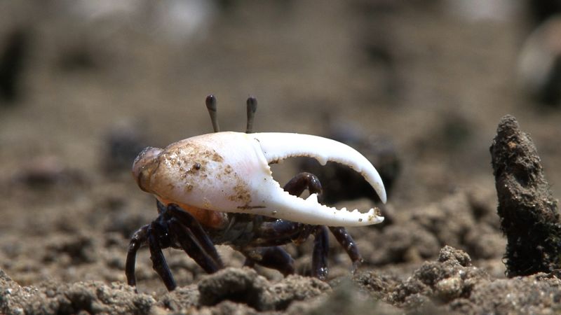 Watch The Fiddler Crab: One Part Giant Claw, Two Parts Attitude | WIRED ...