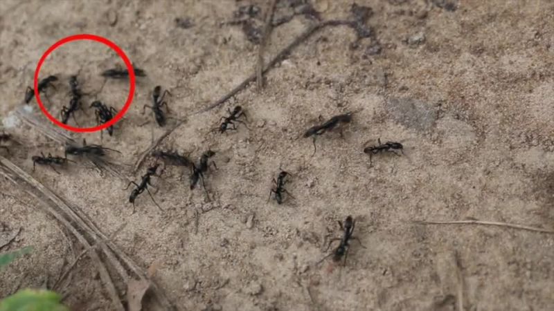 Watch Science | An injured ant receives help from its nestmates | Ars ...