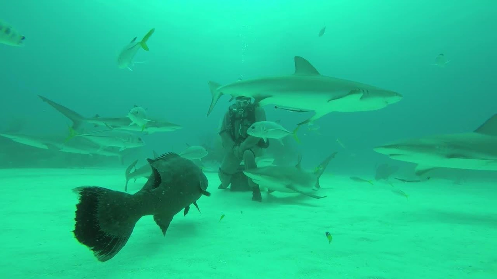 Watch Immergersi con gli squali | Vanity Fair Italia