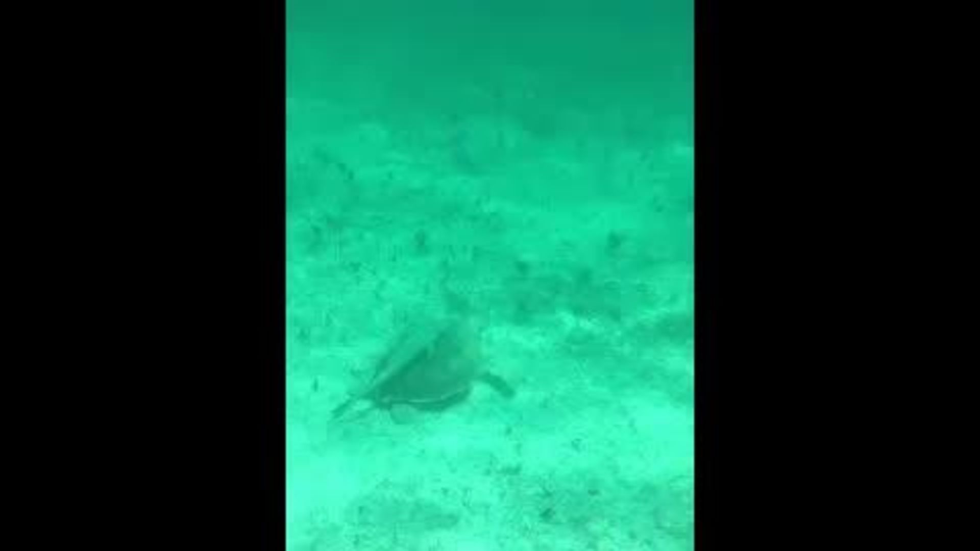 Watch Alla scoperta dei fondali marini di Turks and Caicos | Vanity ...