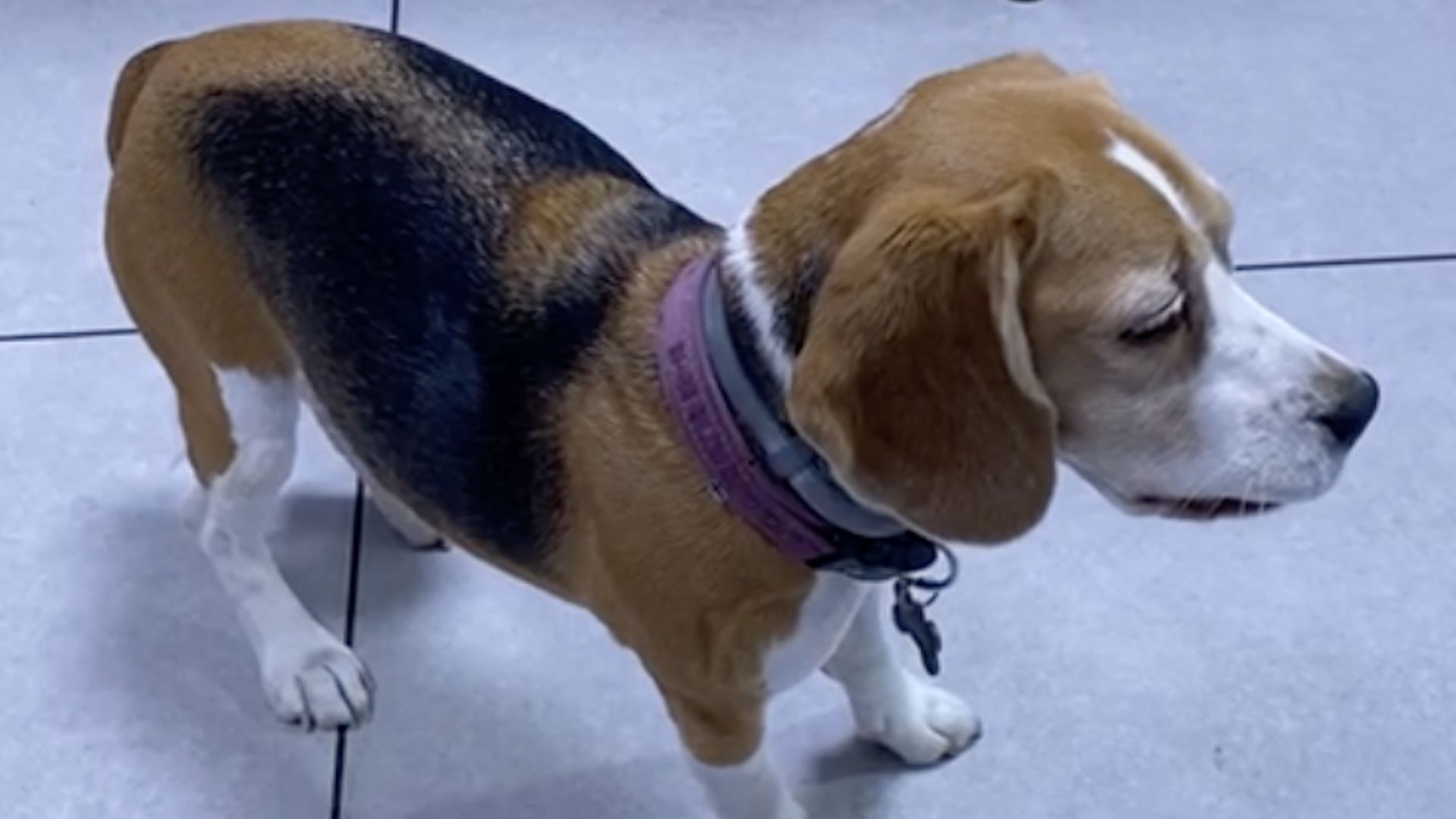 Watch Il cane Ruby Tuesday | Vanity Fair Italia