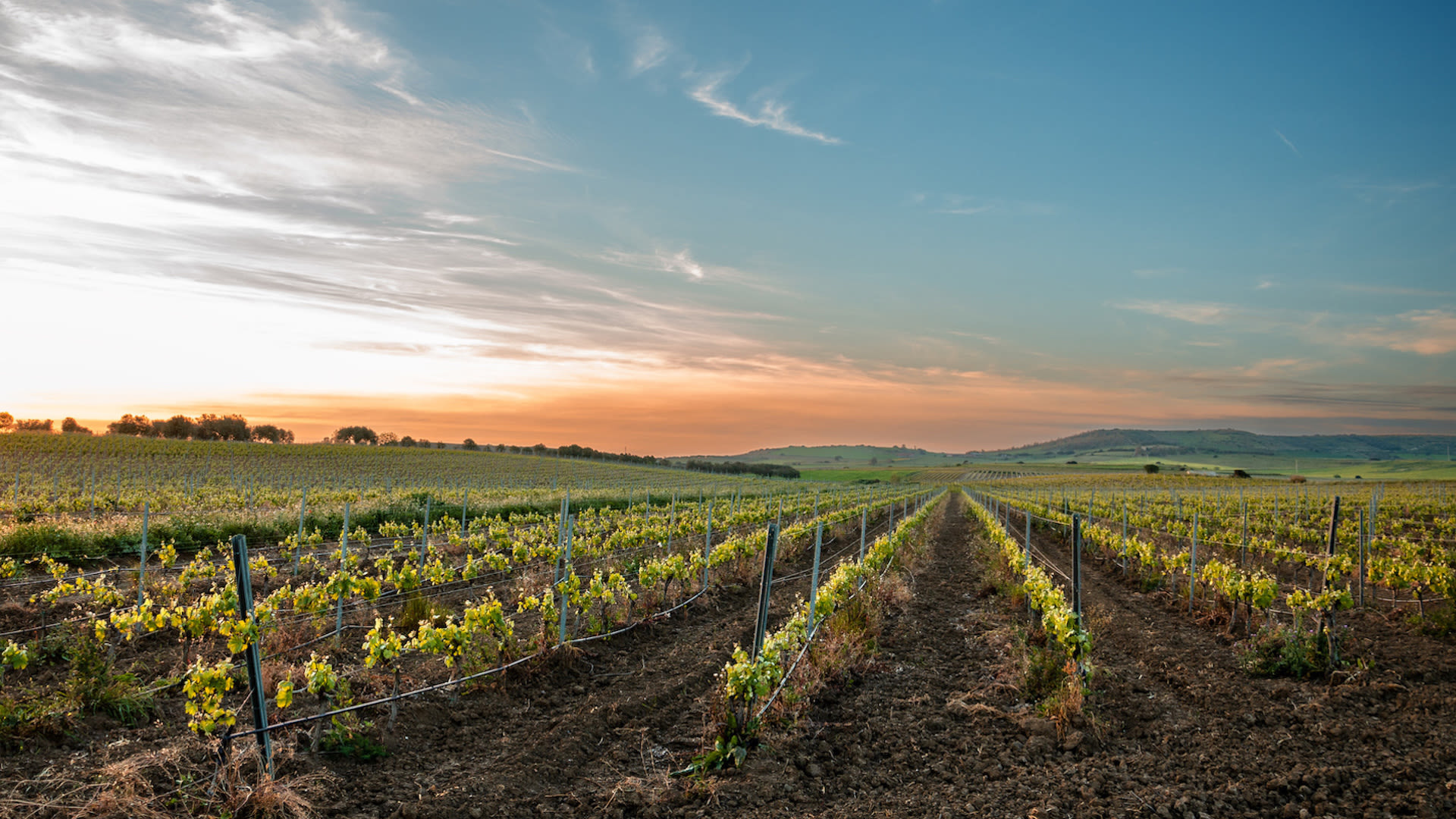 Watch Viaggio in Sardegna: tre cantine (e vini) da non perdere | Vanity ...