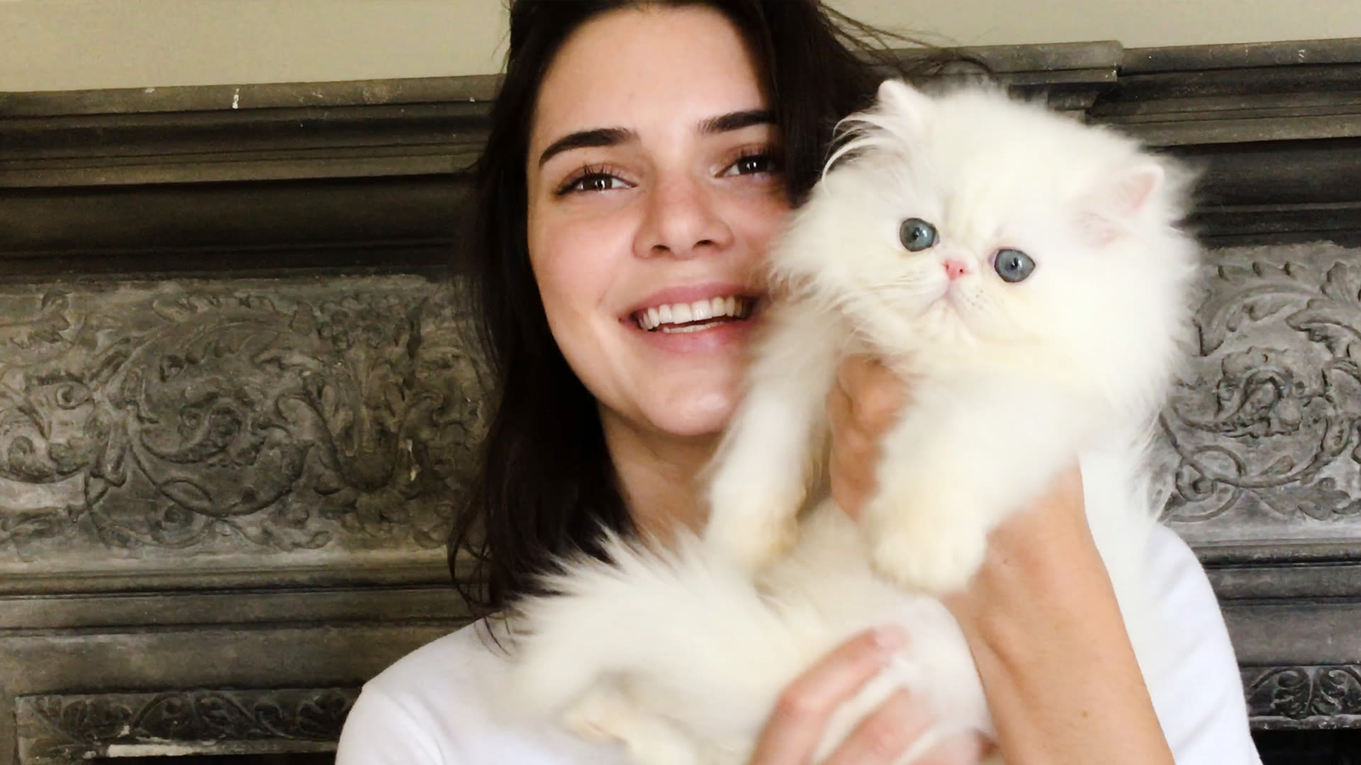 Watch Kendall Jenner Meets the World's Cutest Kitten | Vogue