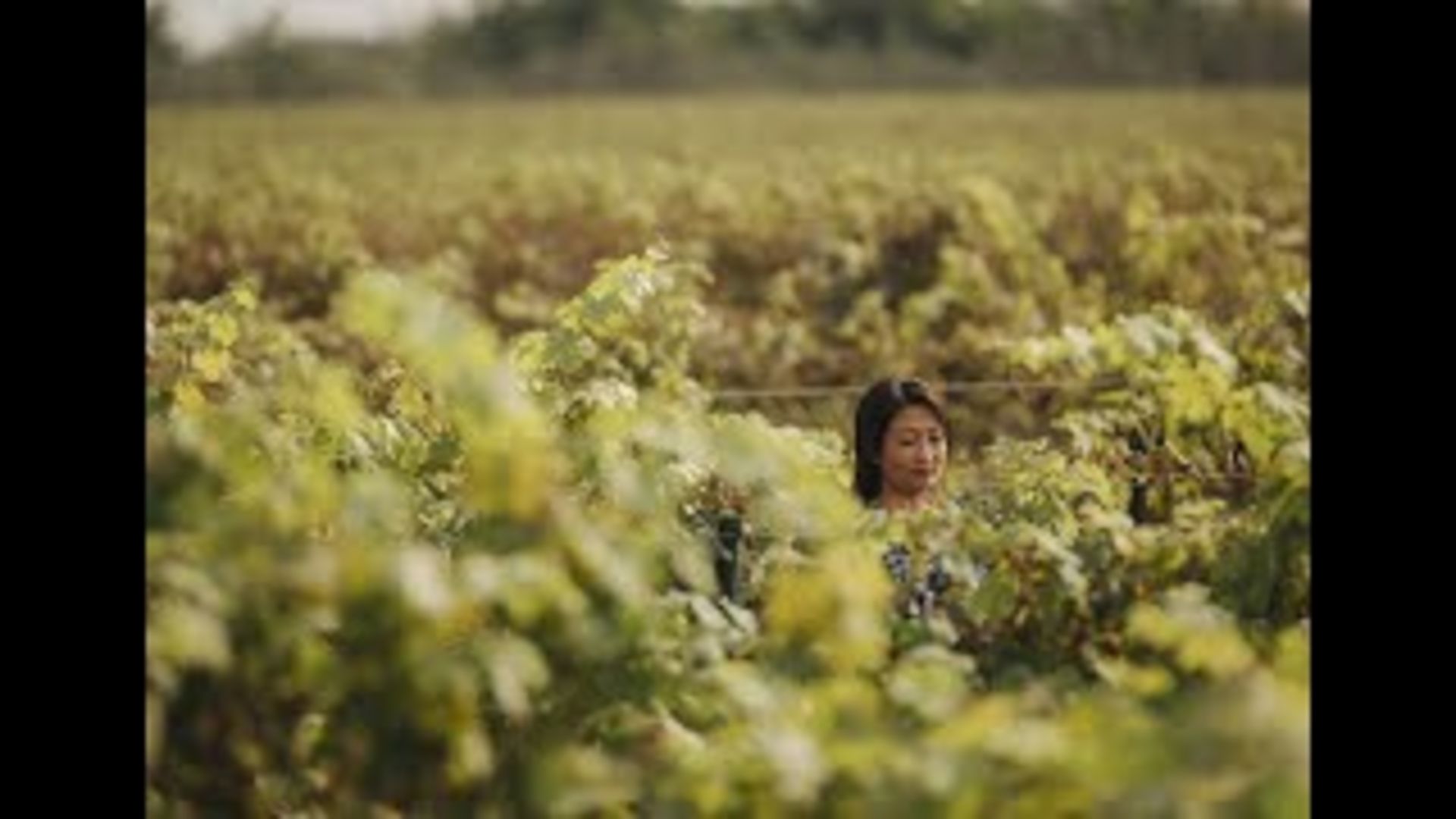 Voir Journeys in Taste : Emma Gao ouvre les portes de son vignoble ...