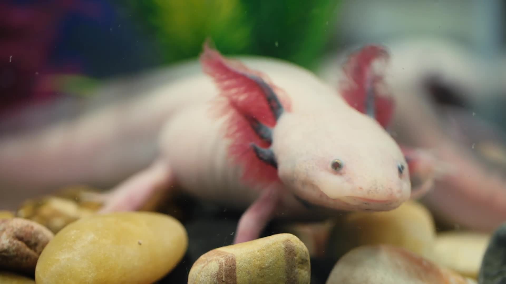 Watch Absurd Creatures This Salamander Could Teach Humans How To 