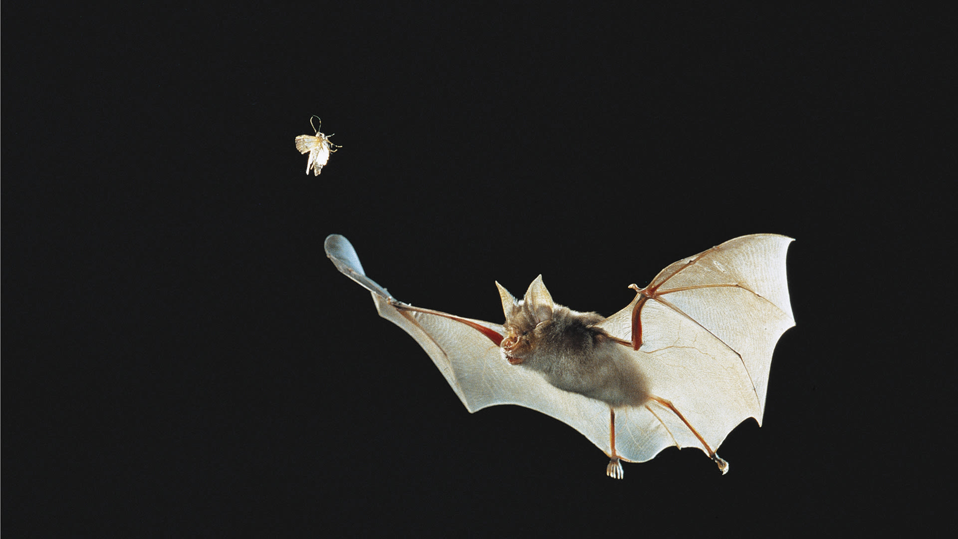 Watch Absurd Creatures | Bats Are Totally Awesome. Trust Me, I'm a ...