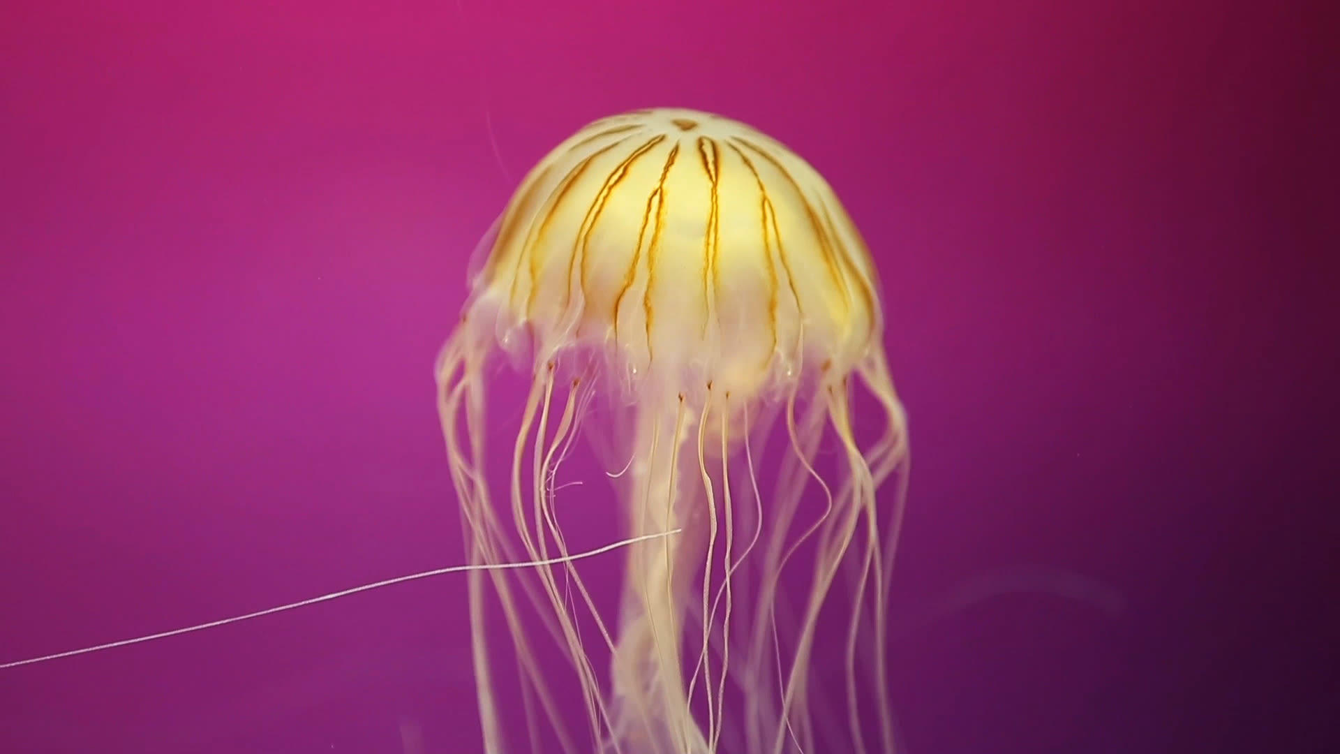 Watch The Jellyfish’s Swimming Secret? It’s a Master of Suction | WIRED