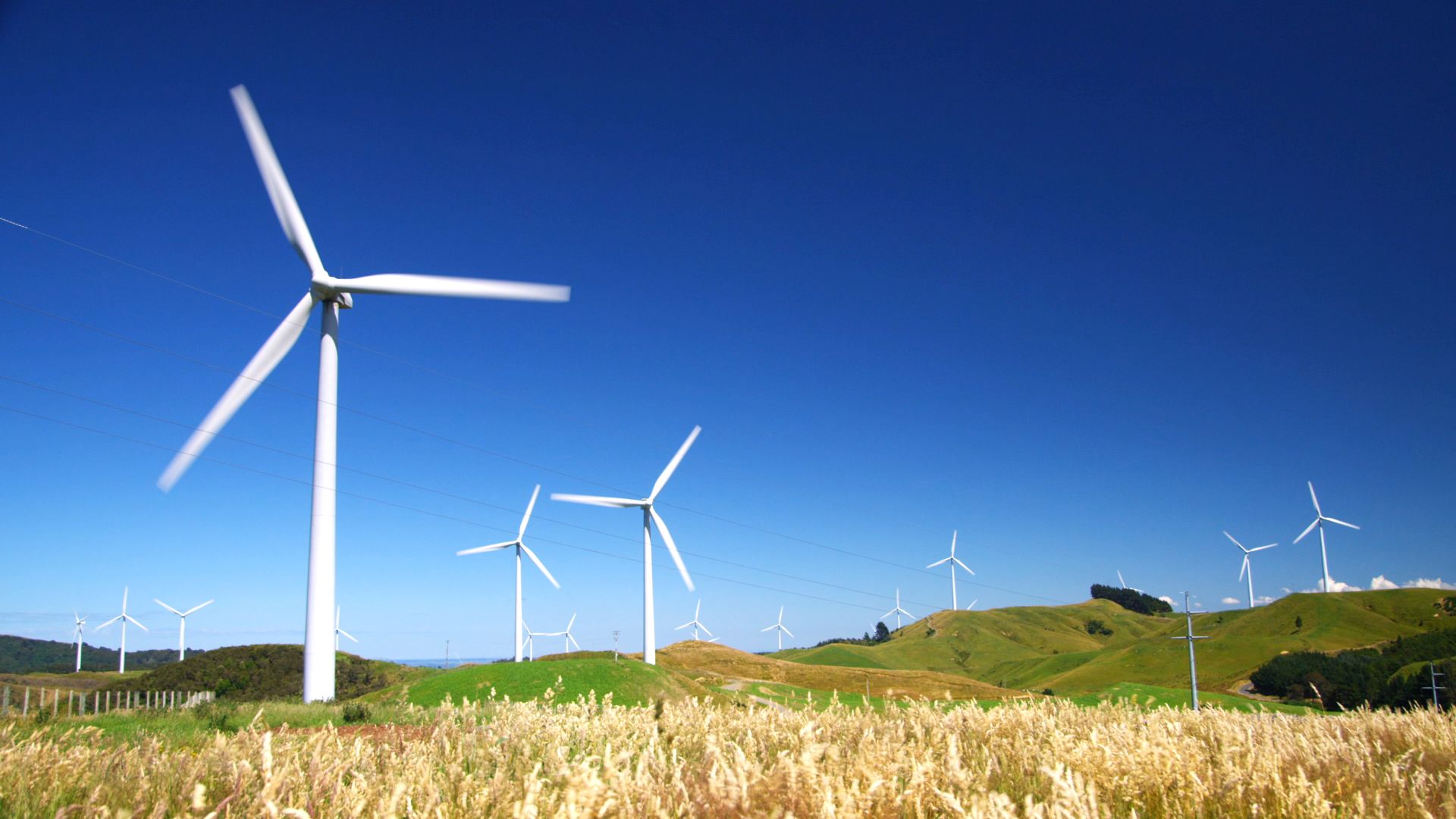 Watch What Can a Humpback Whale Teach a Wind Turbine? | Think Like a ...