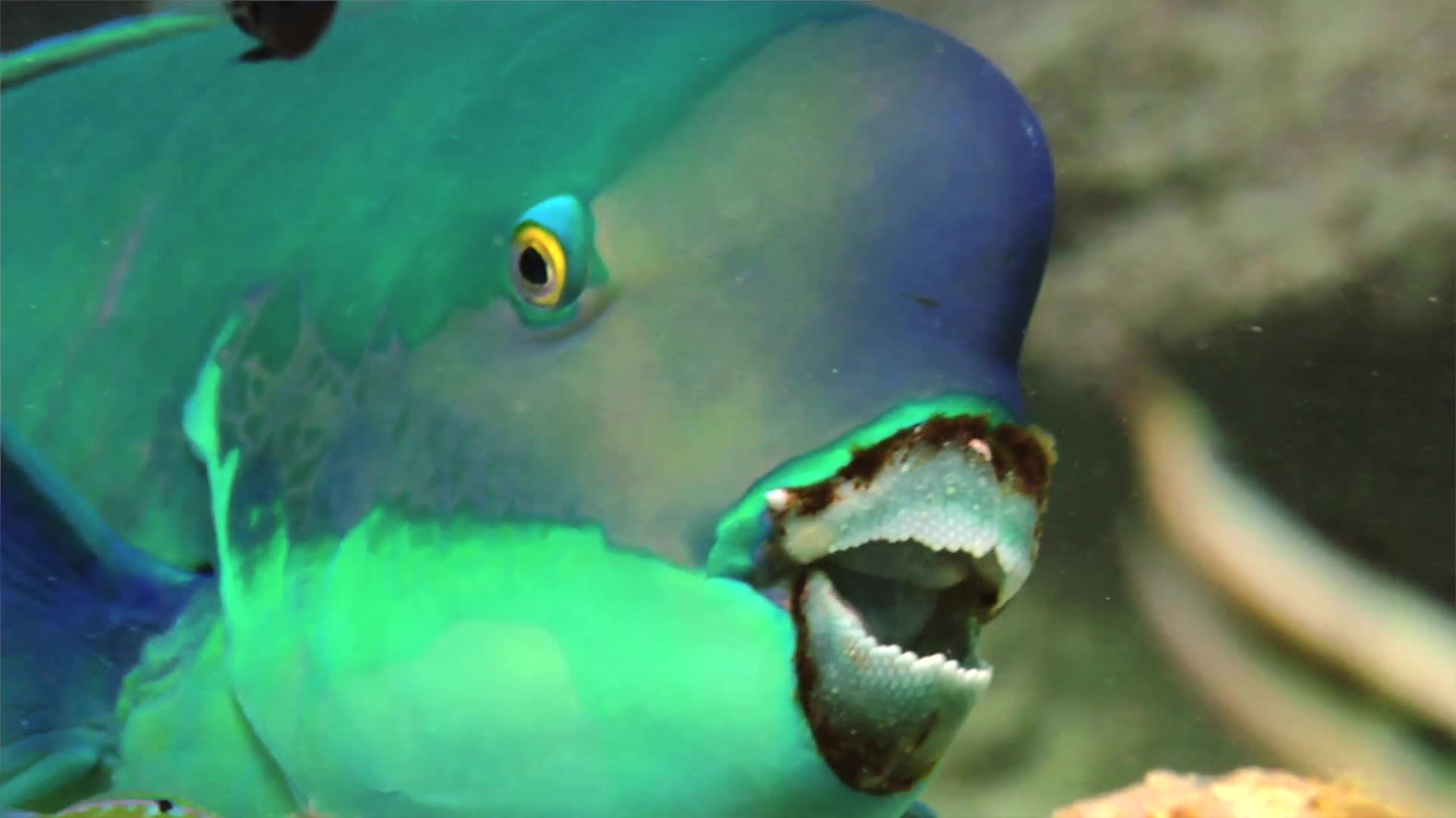 Watch Absurd Creatures | This Fish Makes Hawaii's Beaches in an ...