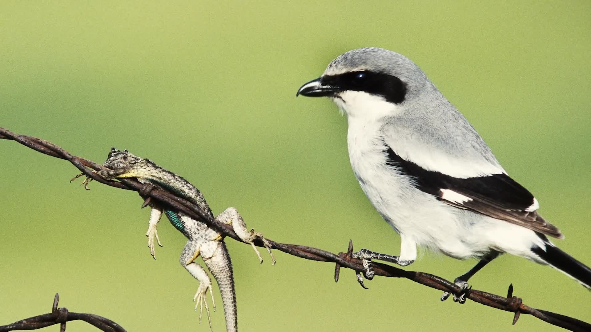 Watch Absurd Creatures | A Bird Impaling Its Victims Is So Metal I Can ...