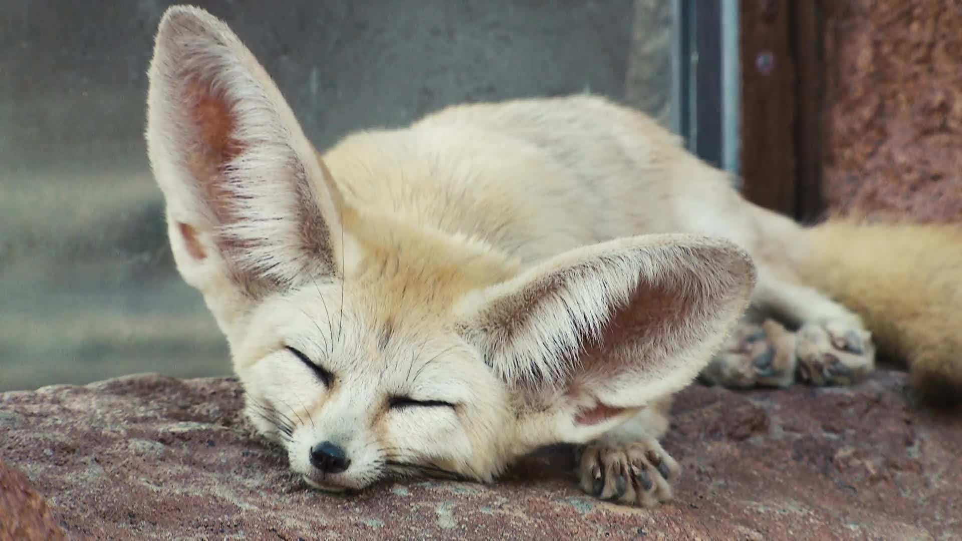 Watch Absurd Creatures | The Fennec Fox and Its Giant Ears Are Too Cute ...