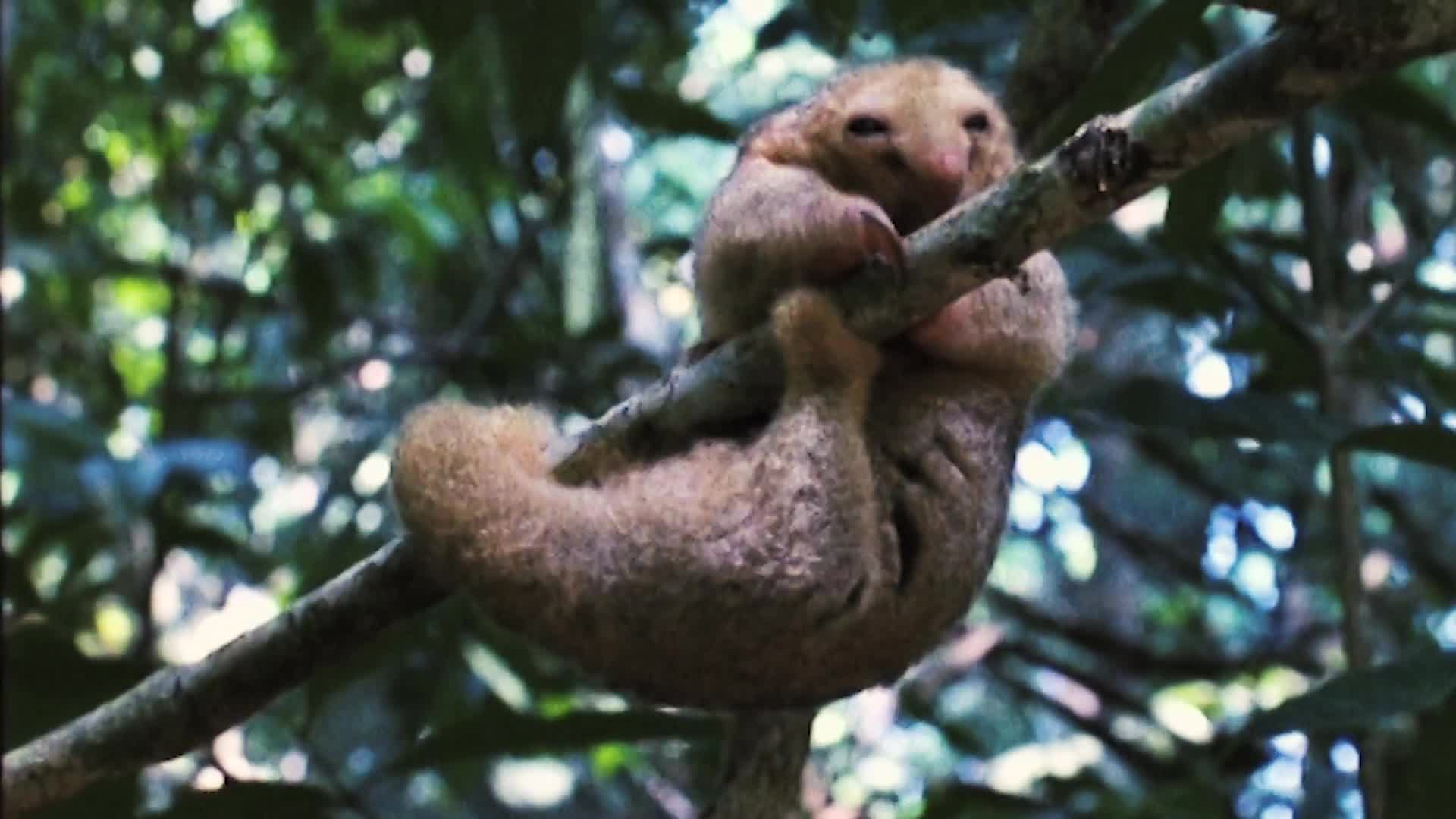 Watch Absurd Creatures | The World’s Silkiest Anteater Is Not–I Repeat ...