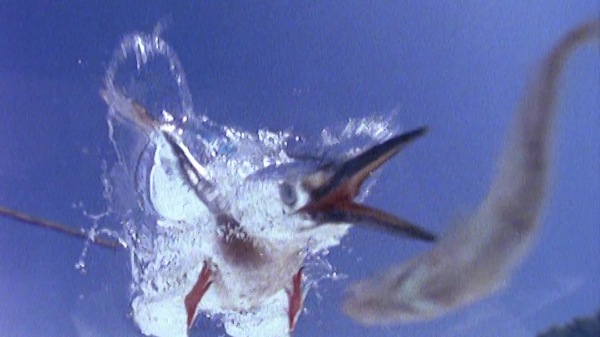 Watch Absurd Creatures | Fish Think They're Safe From Birds But the ...