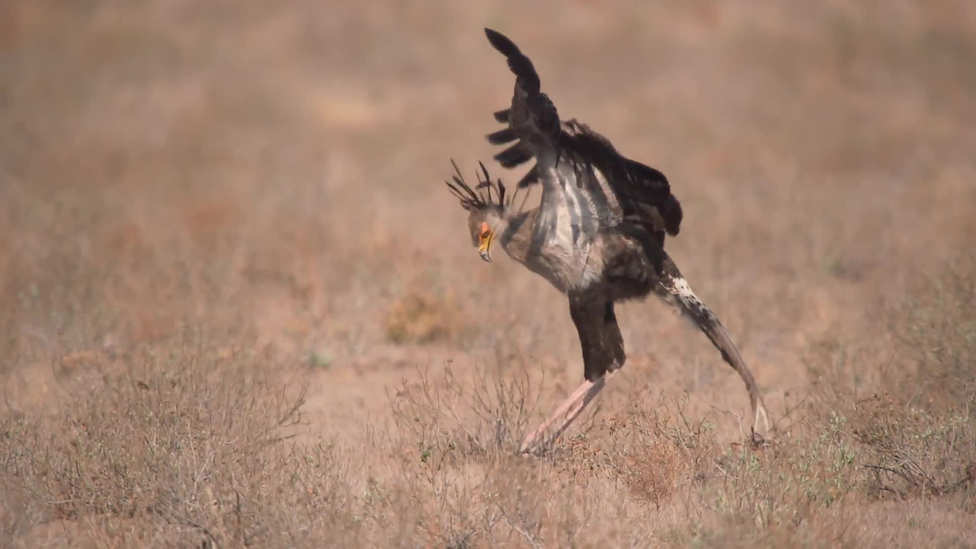 Watch Absurd Creatures | The Goofy-Looking Bird That Kicks the Bejeezus ...