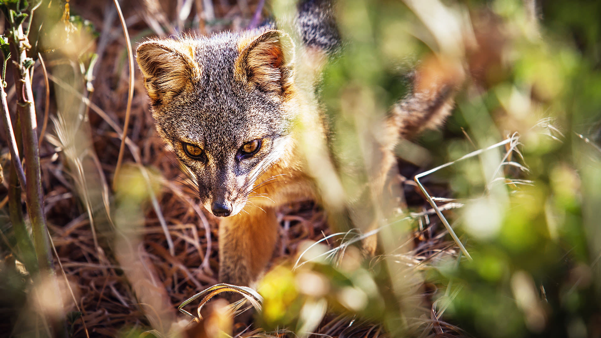 Watch Meet the Tiny Foxes That Shouldn’t Be Alive | WIRED