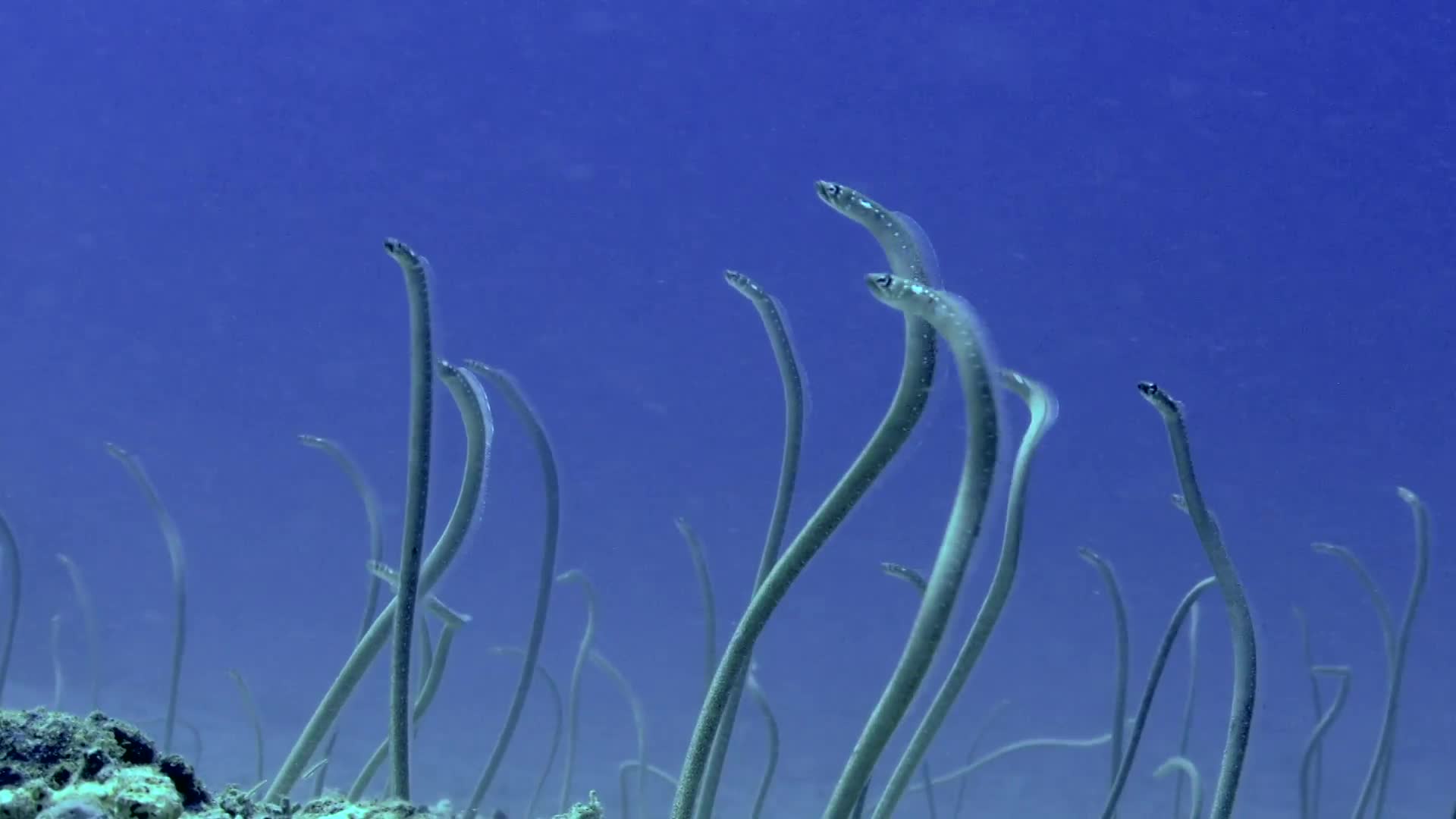 Watch No, the Ocean Didn’t Grow Hair. It’s the Garden Eel! | WIRED