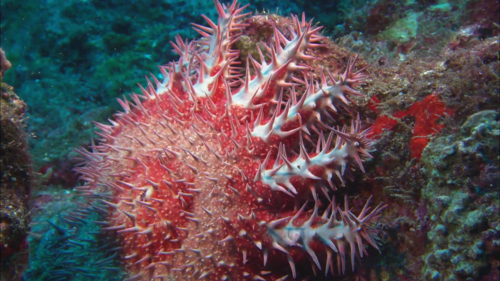 Watch Meet the Giant, Toxic Starfish That’s Menacing Reefs | WIRED