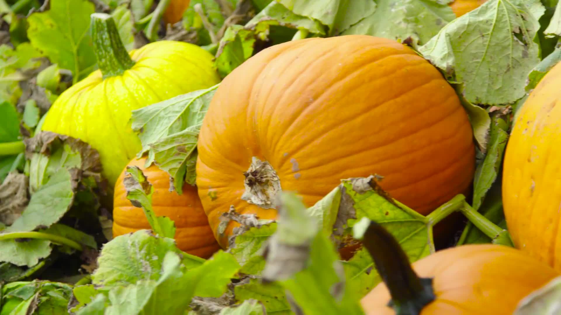 pumpkin plant process