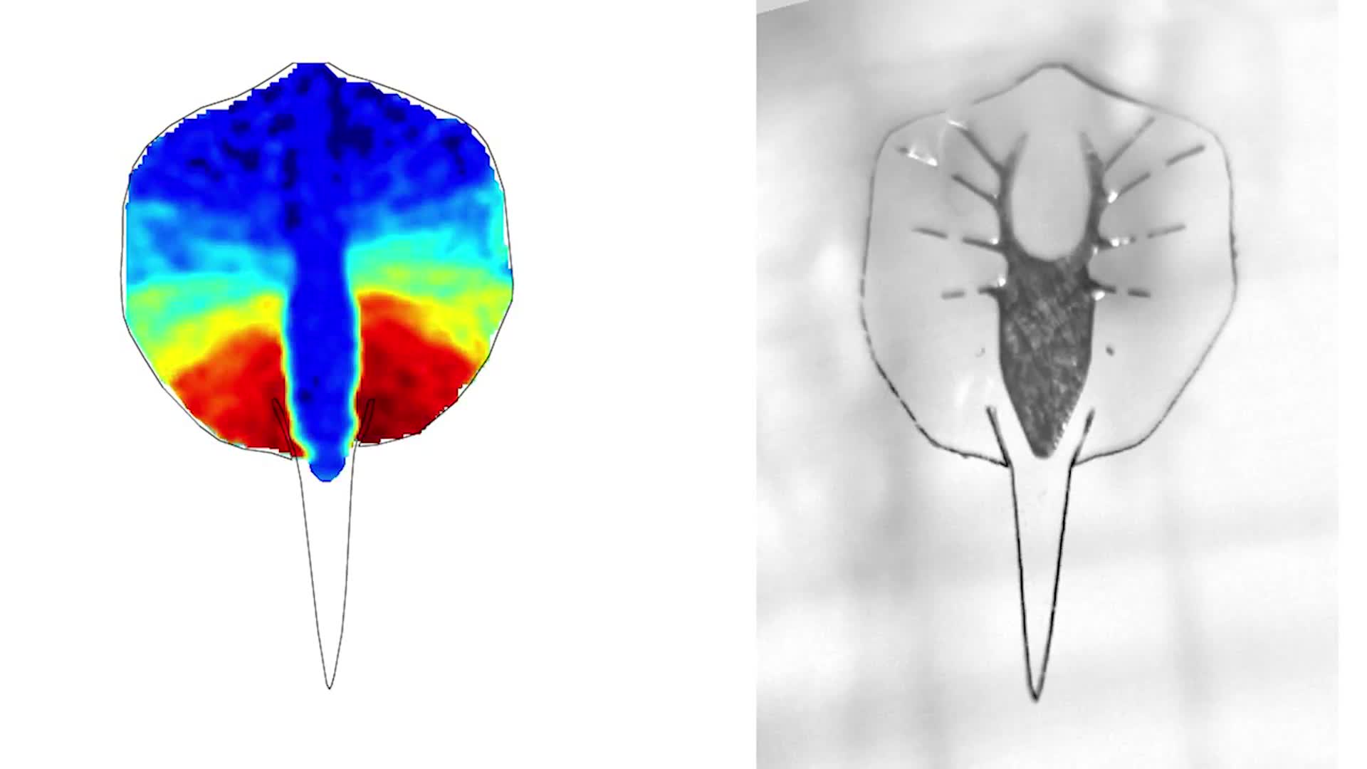 Watch Scientists Create a Light-Guided Robotic Stingray Using Rat Parts ...