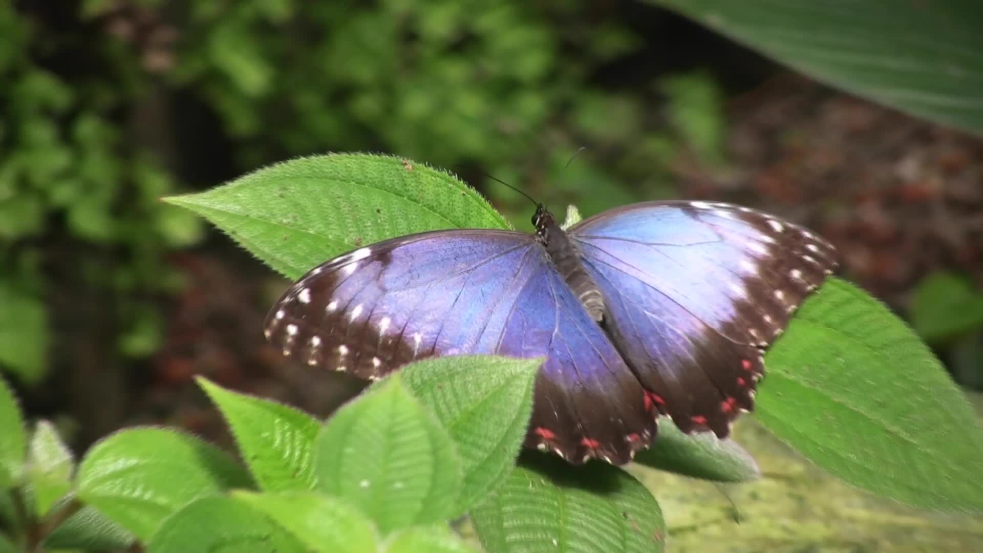 Watch How the Morpho Butterfly Can Be Blue But Also Not Really Blue | WIRED