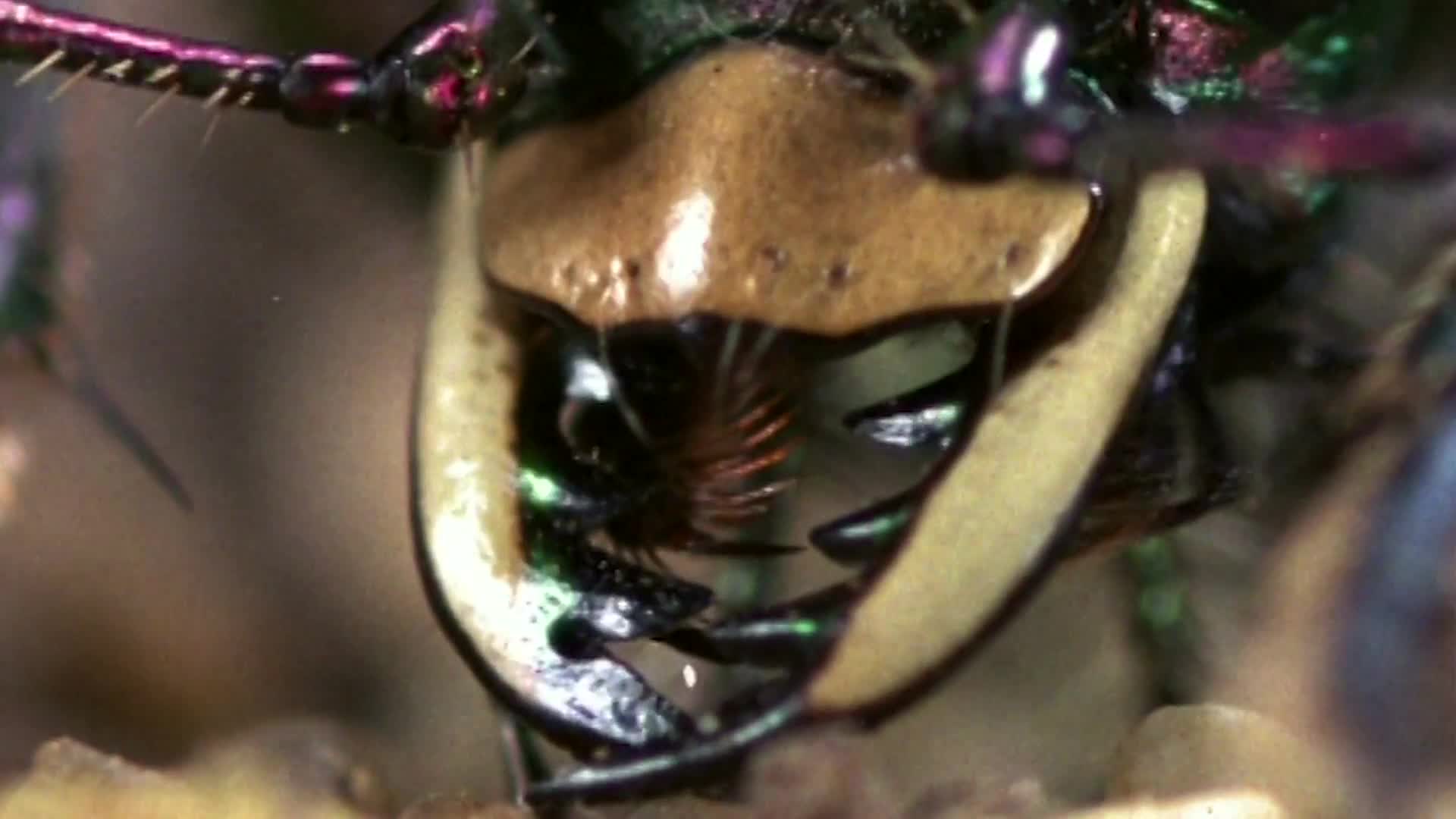 Watch The Tiger Beetle Is Here to Murder Anything It Can | WIRED