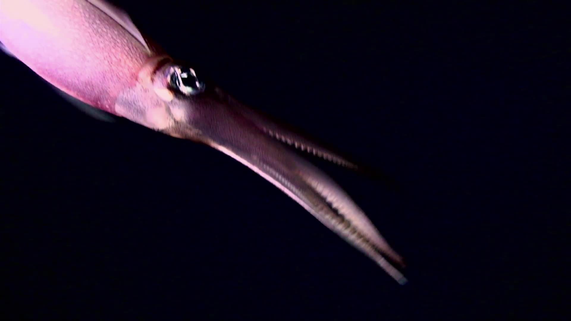 Watch To Understand How a Squid Changes Color, You Gotta Get Inside Its ...