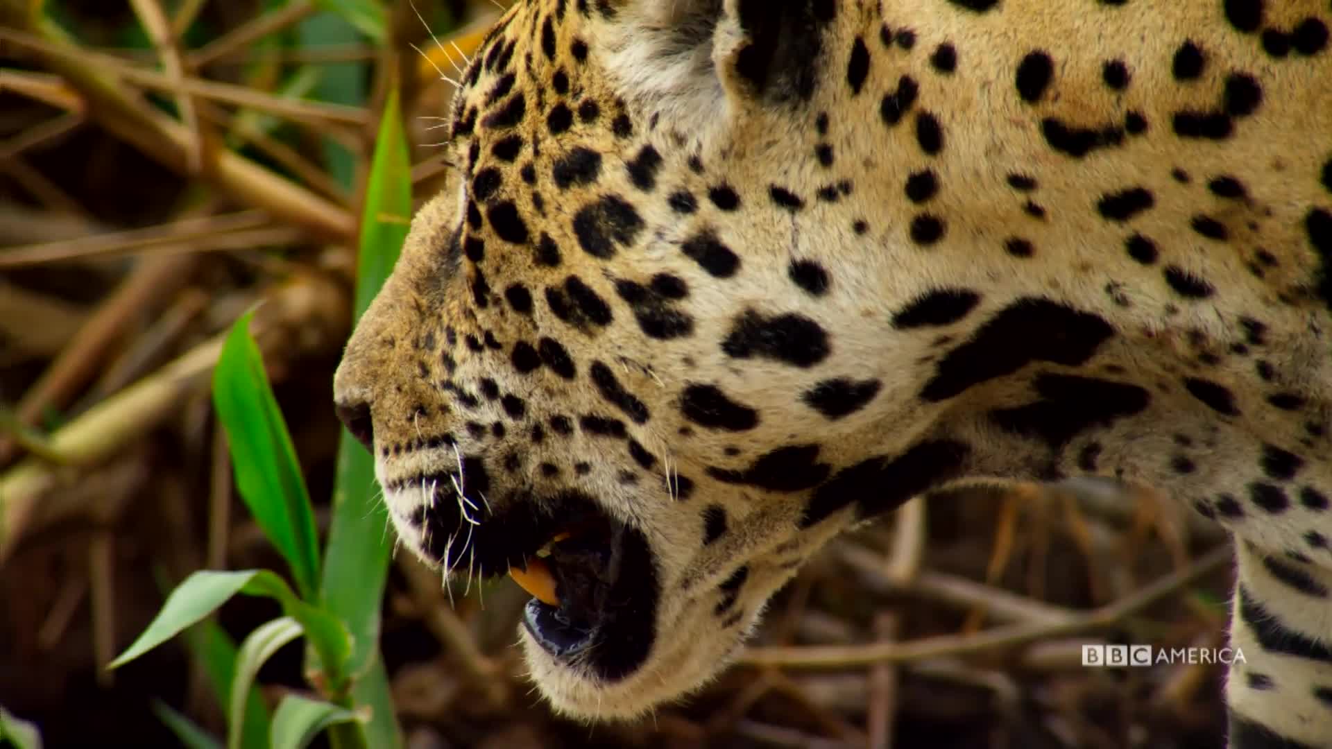 Watch Planet Earth II : Exclusive Clip From Episode 3 ‘Jungles’ | WIRED