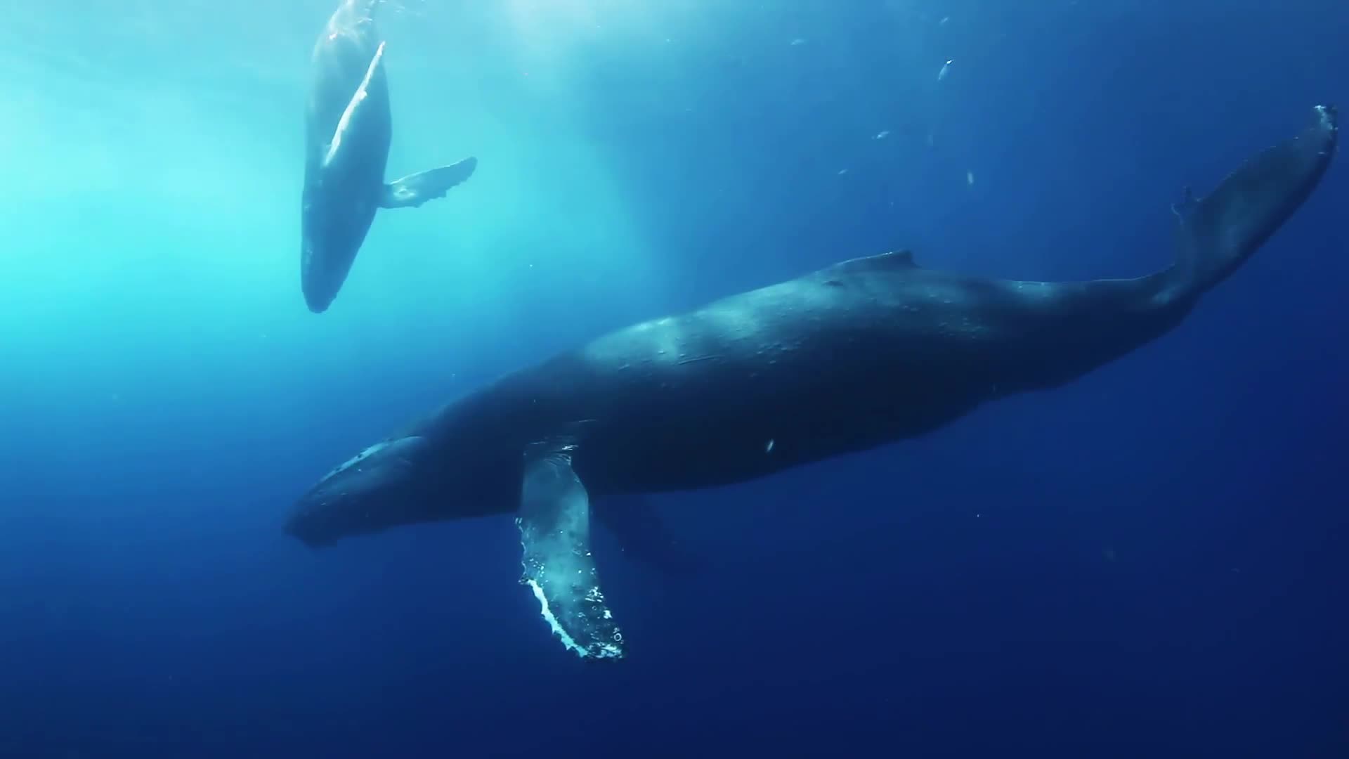 Watch Scientists May Have Finally Figured Out Why Whales Are So Big | WIRED