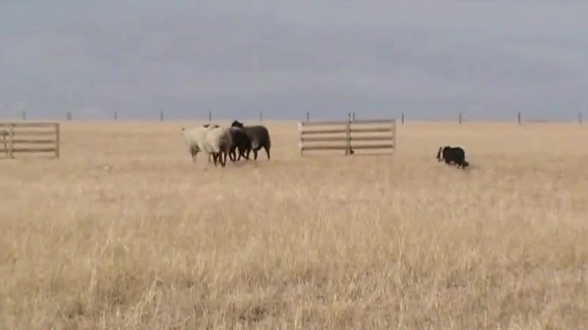 Watch Whistling to Direct a Border Collie | WIRED