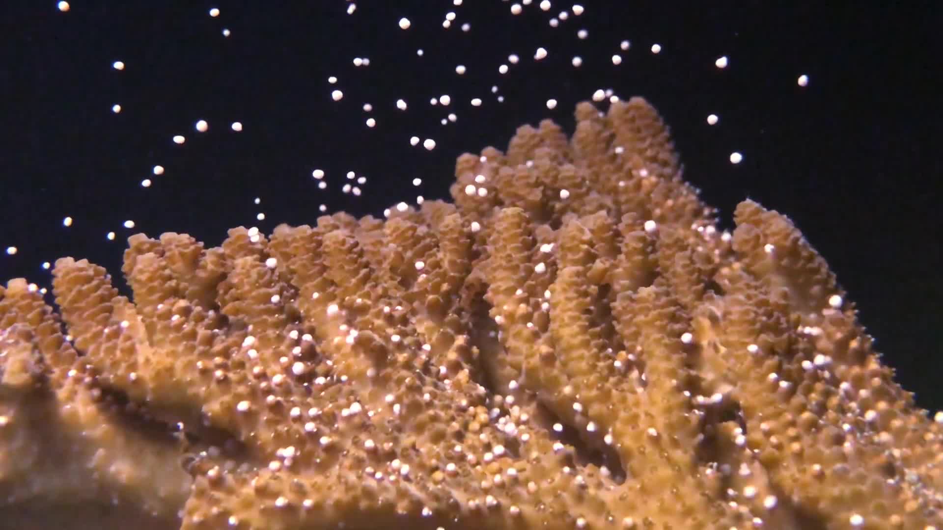 Watch Inside the Lab That Could Help Save Corals From Destruction | WIRED